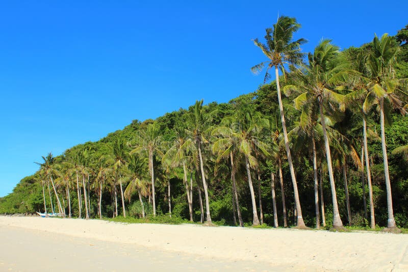 A Tropical Forest on the Beach Stock Image - Image of palm, boracay ...