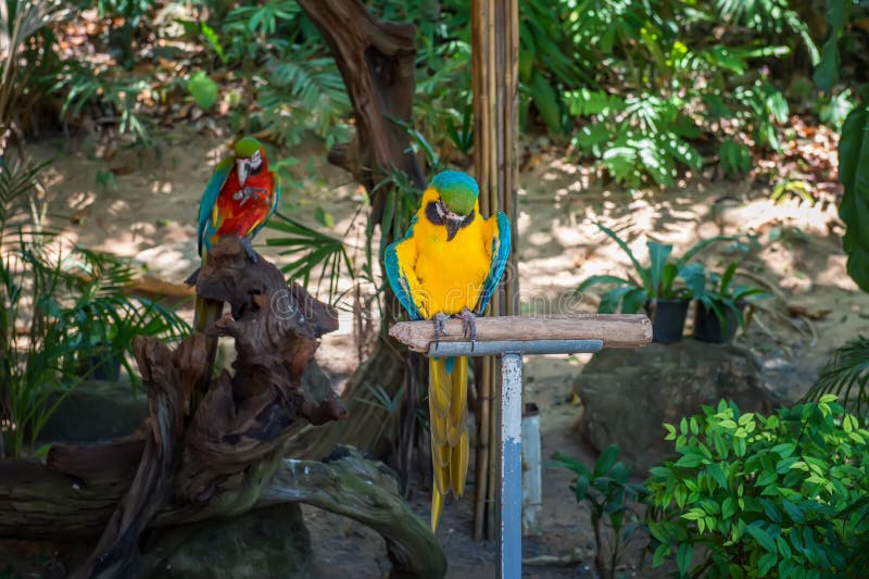 In the Tropical Forest among the Branches of the Feeder for a Large ...