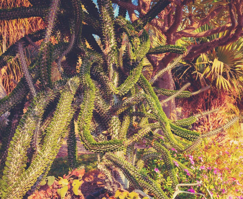 Cactus Against Tropical Trees Stock Photo - Image of foliage, mountain ...