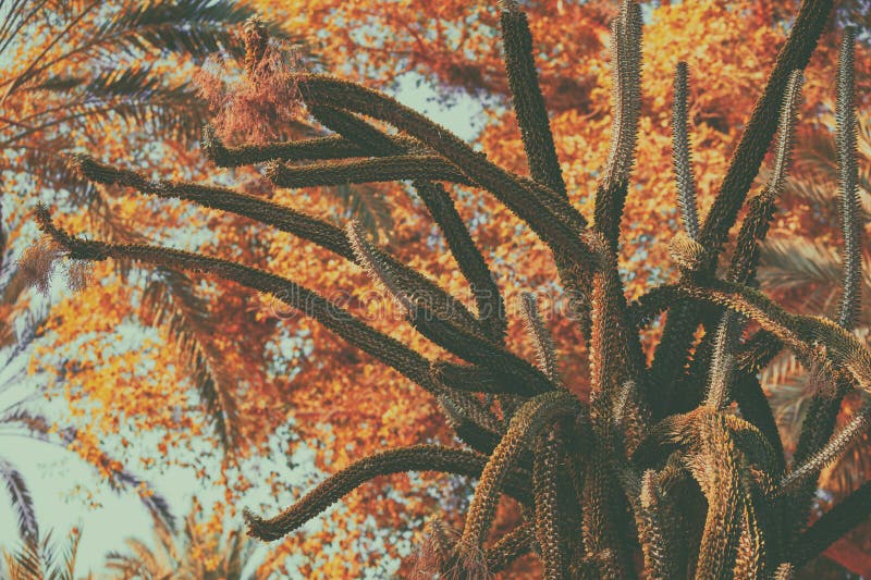 Cactus Against Tropical Trees Stock Photo - Image of forest, tropical ...