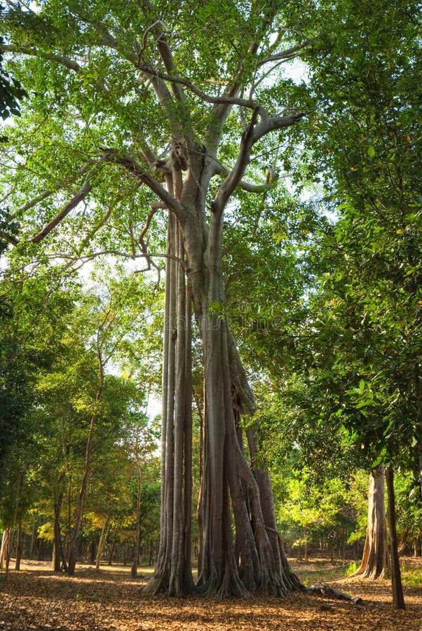 Big Tree in a Tropical Forest, Cambodia. Stock Image - Image of mist ...