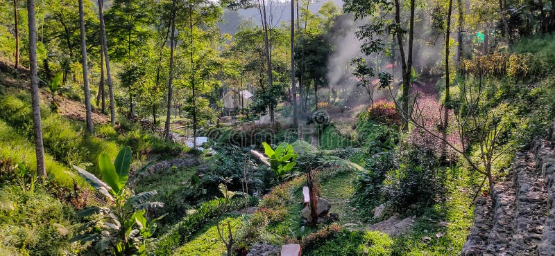 Tropical Forest in Coban Sadang, East Java, Indonesia Stock Image ...