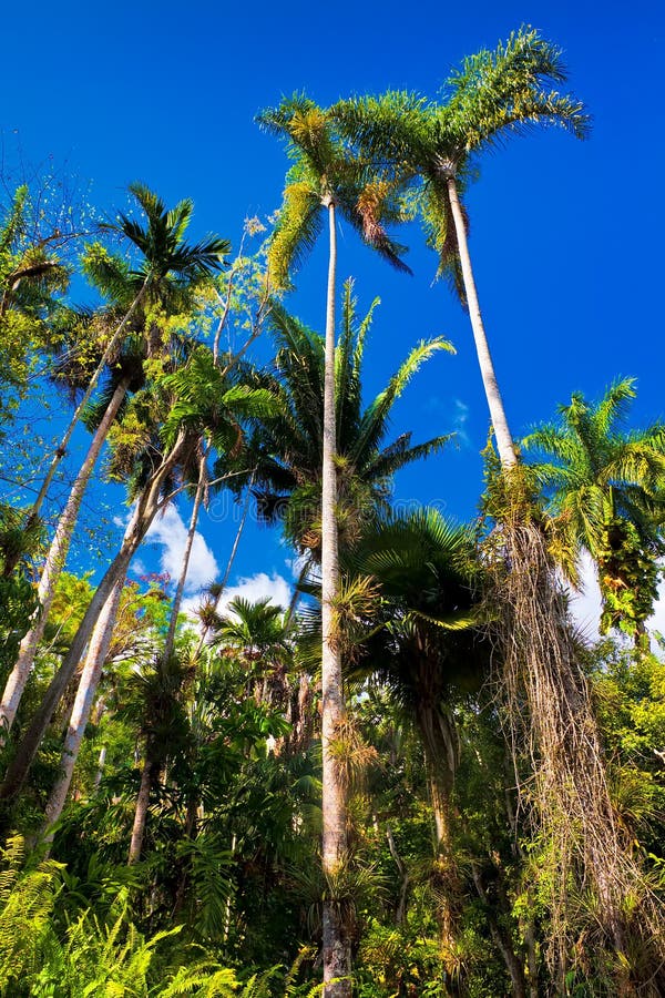 Tropical forest in Cuba stock photo. Image of plant, natural - 24371566
