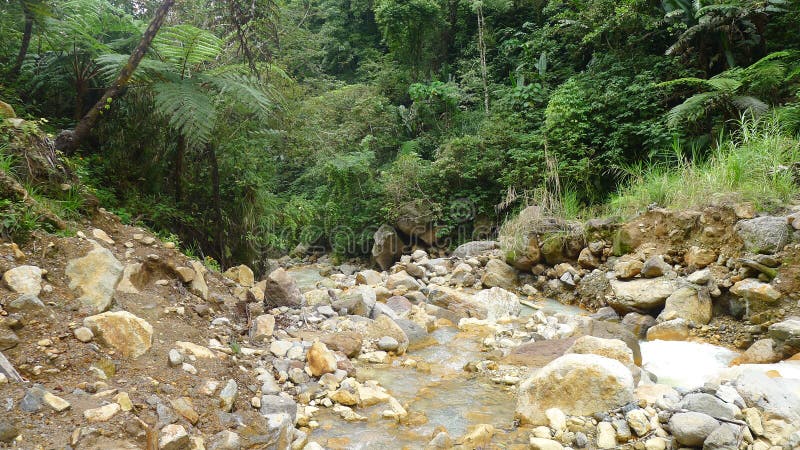 Tropical Forest stock image. Image of outdoor, foliage - 95224675