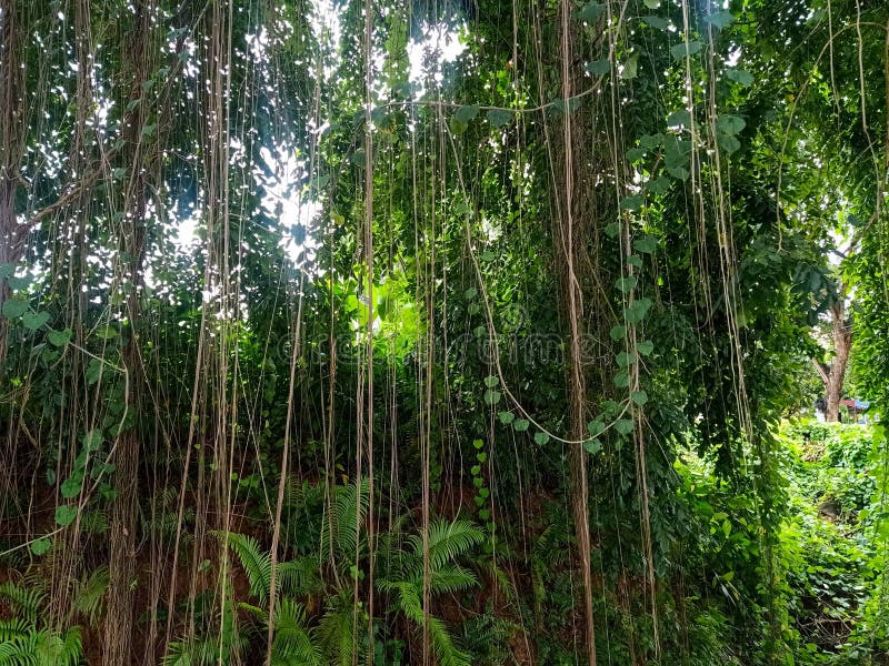 Tropical Forest with Dense Trees and Leaves Stock Photo - Image of ...