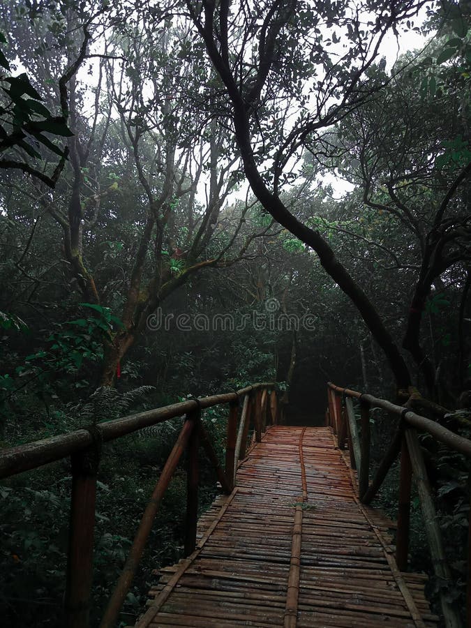 Tropical Forest with Evening Mist Stock Image - Image of woodland ...