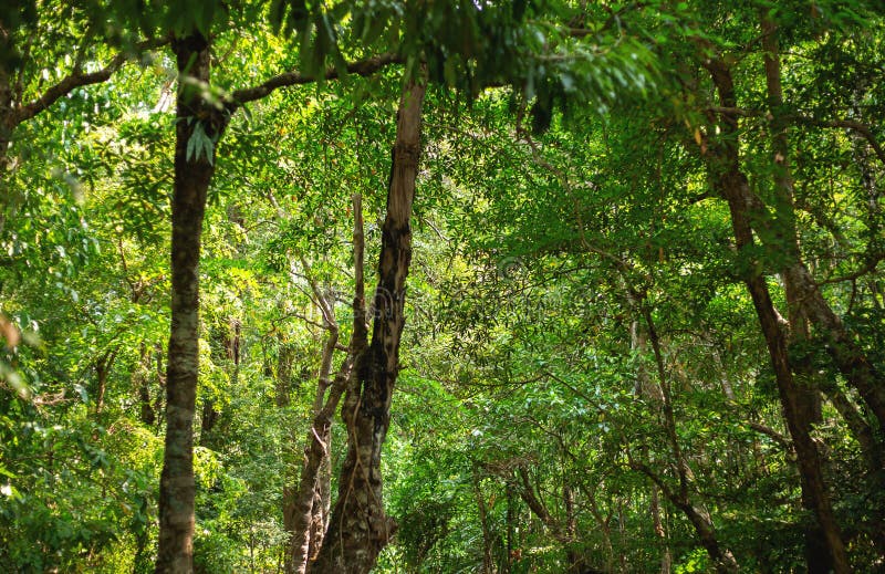 Tropical forest stock image. Image of environment, rainforest - 144684365