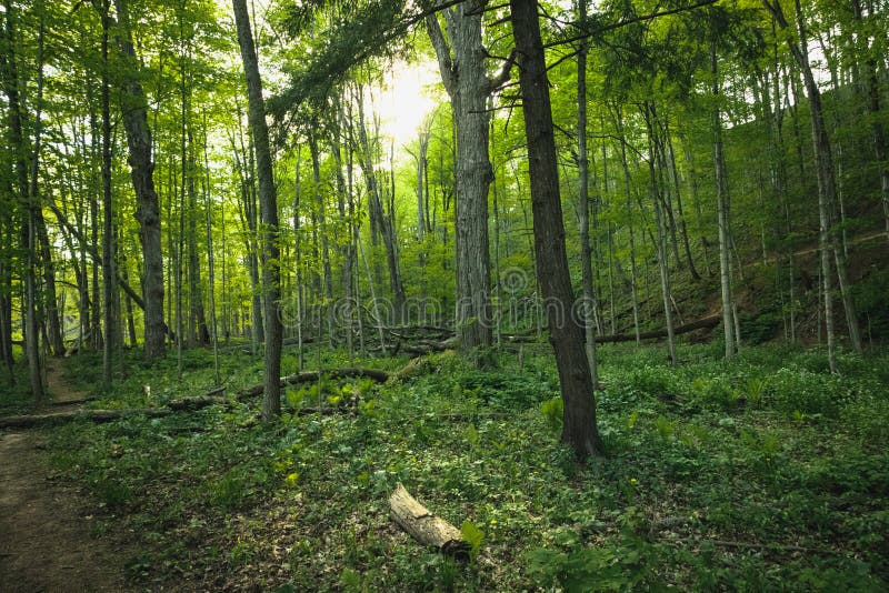 Tropical Forest with Fallen Logs at Sunrise Stock Image - Image of ...