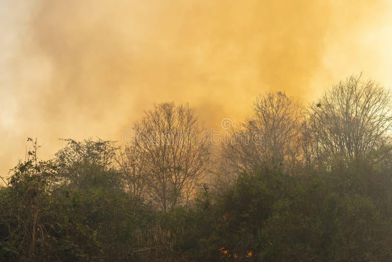 Tropical Forest Fire at a Hill and a Lot of Smoke in Afternoon Stock ...