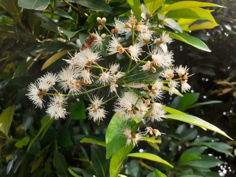 Tropical Forest Flower Bloom Stock Photo - Image of nature, flower ...