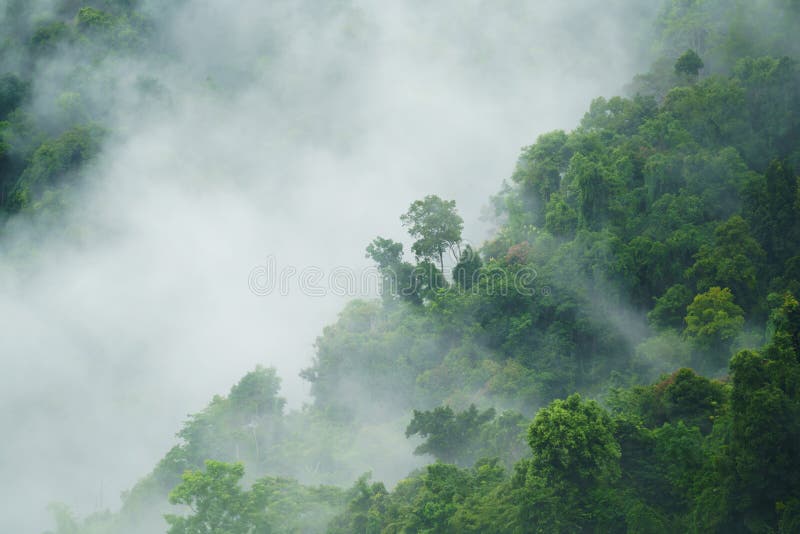 Tropical Forest with Fog and Mist Stock Image - Image of mountain ...