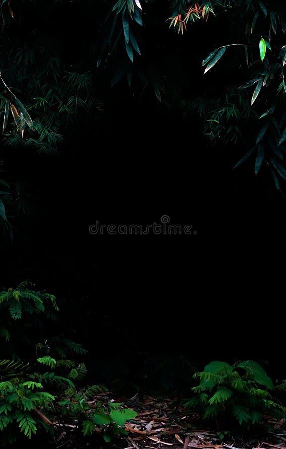 Tropical Forest Foliage Plants Bushes Dark Night Stock Image - Image of ...