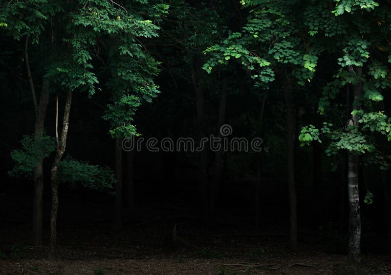 Tropical Forest Foliage Plants Bushes Dark Night Stock Image - Image of ...