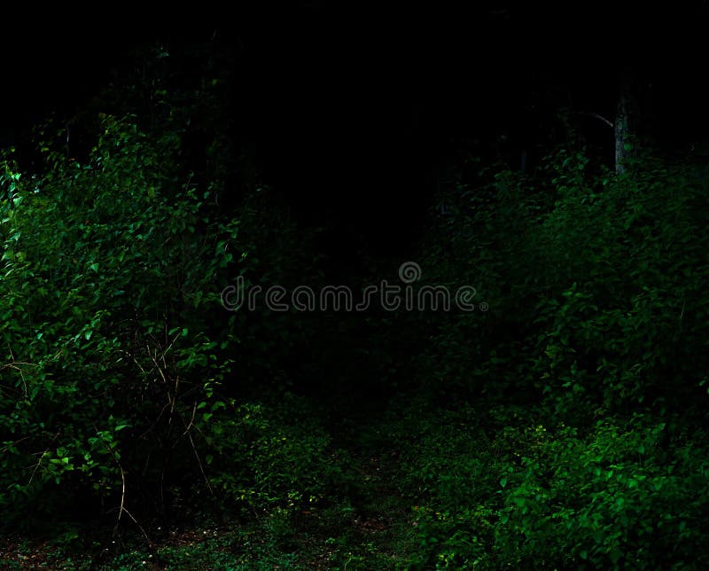 Tropical Forest Foliage Plants Bushes Dark Night Stock Image - Image of ...