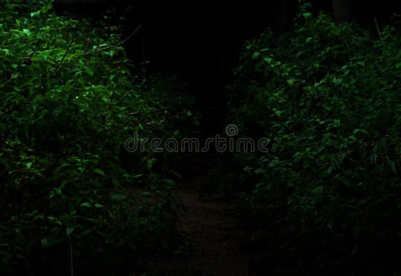 Tropical Forest Foliage Plants Bushes Dark Night Stock Image - Image of ...