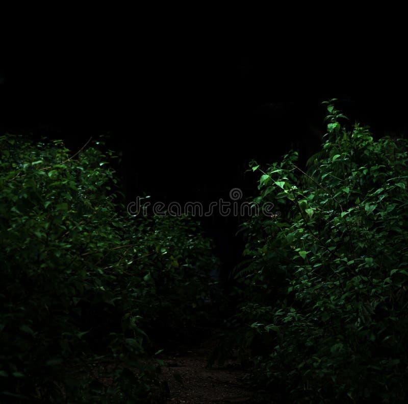 Tropical Forest Foliage Plants Bushes Dark Night Stock Image - Image of ...