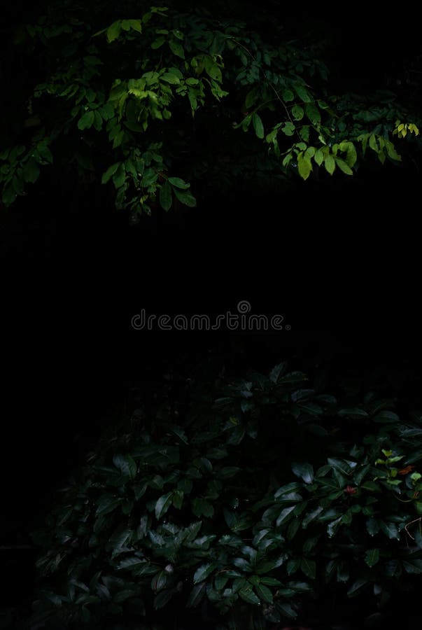Tropical Forest Foliage Plants Bushes Dark Night Stock Photo - Image of ...