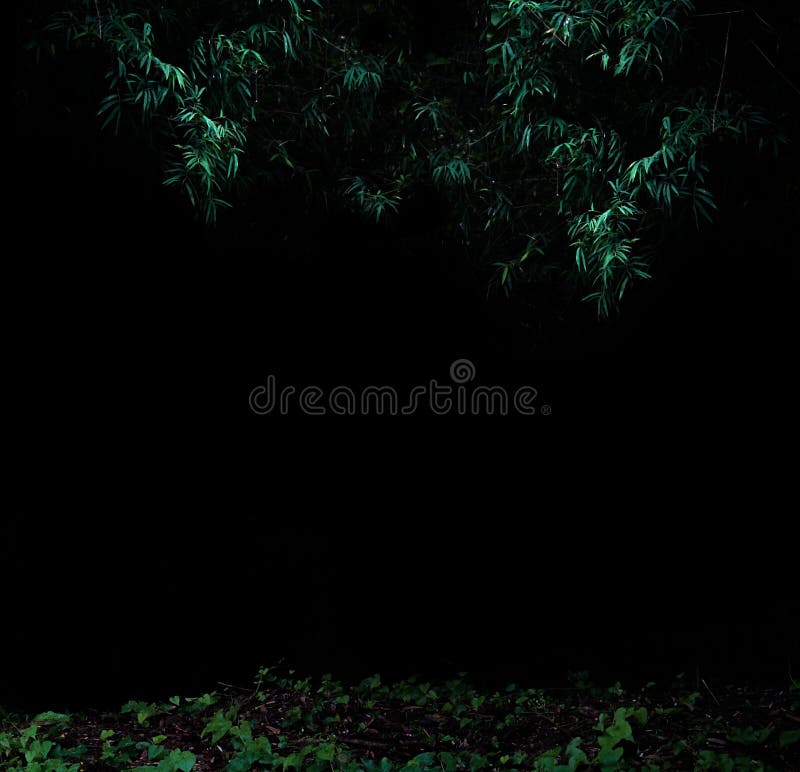 Tropical Forest Foliage Plants Bushes Dark Night Stock Image - Image of ...