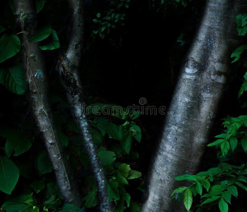 Tropical Forest Foliage Plants Bushes Dark Night Stock Photo - Image of ...