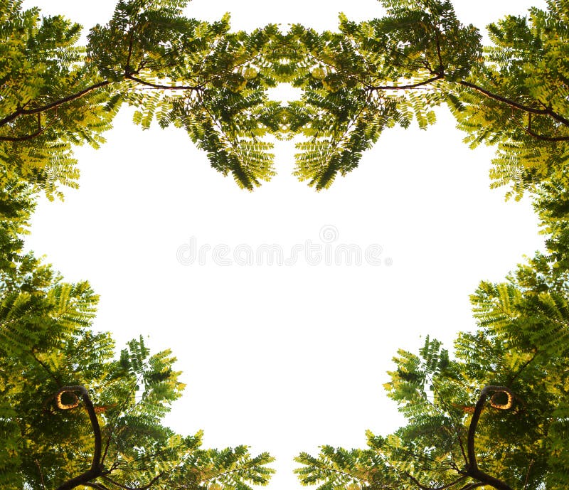 Tropical forest frame stock image. Image of isolated - 28529619