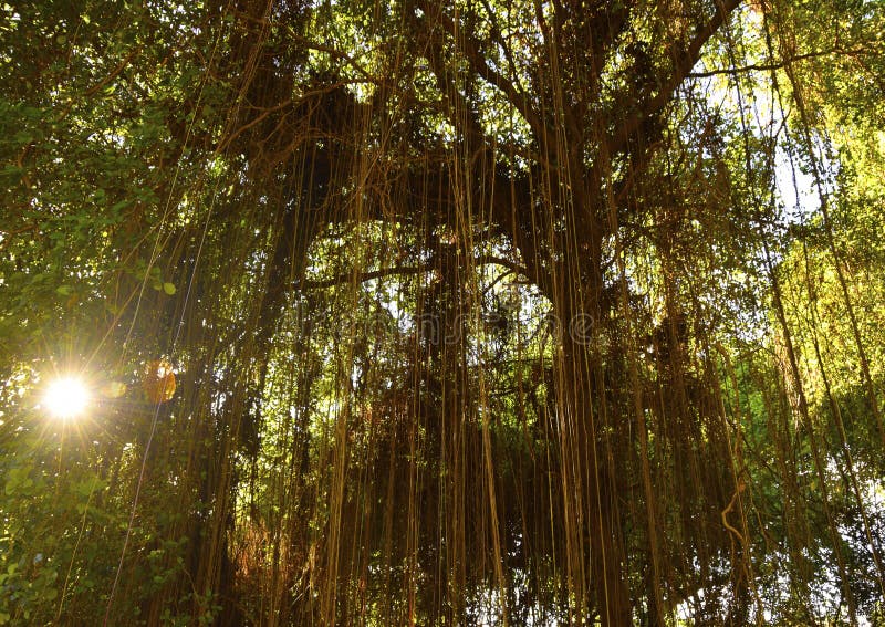 Lianas In Jungle,large Vine In Tropical Forest Stock Image - Image of ...