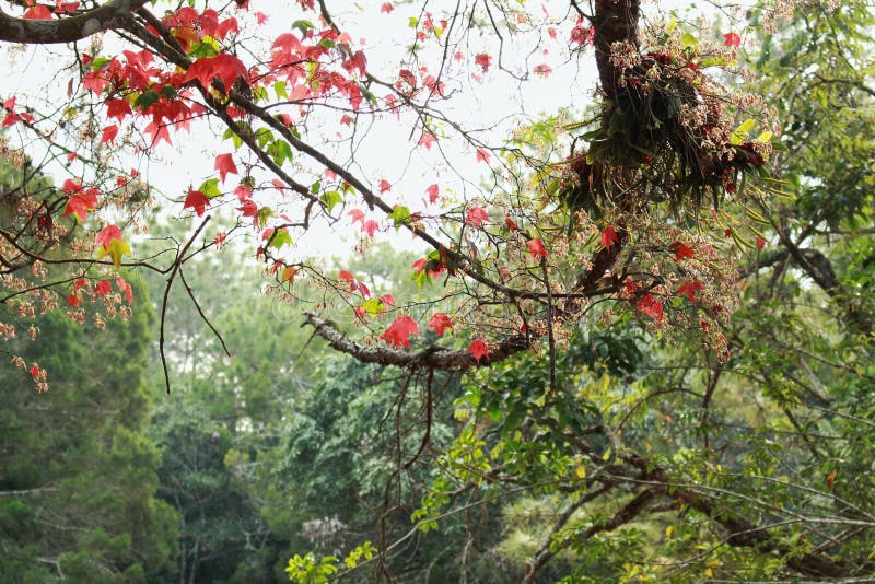 A Red Maple Trees and Green General Tree, it Makes a Good View. Stock ...