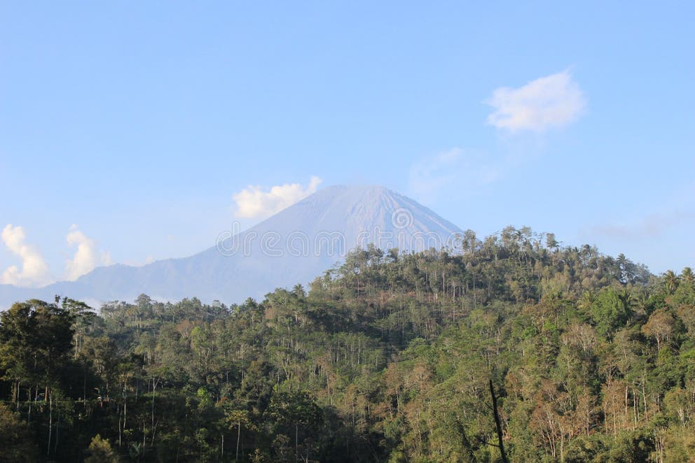 Tropical forest stock image. Image of nature, indonesia - 61626237