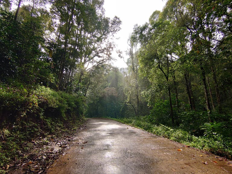 Tropical Forest in Indonesia West Java Stock Image - Image of morning ...