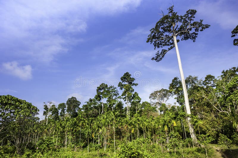 Tropical forest stock image. Image of summer, india, colors - 65410131