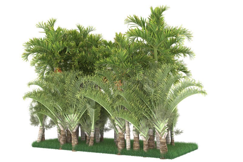 Tropical Forest Isolated on Background. 3d Rendering - Illustration ...