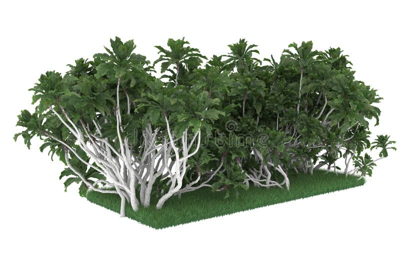 Tropical Forest Isolated on Background. 3d Rendering - Illustration ...