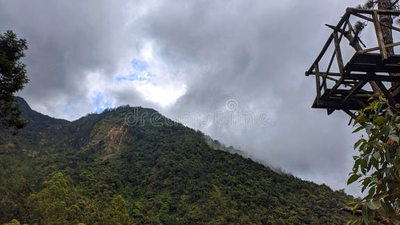 Tropical forest on java stock image. Image of highland - 204010991