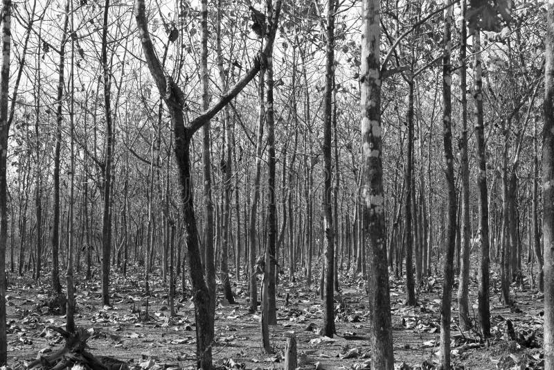 Tropical Forest in Laos stock image. Image of beauty - 136502645