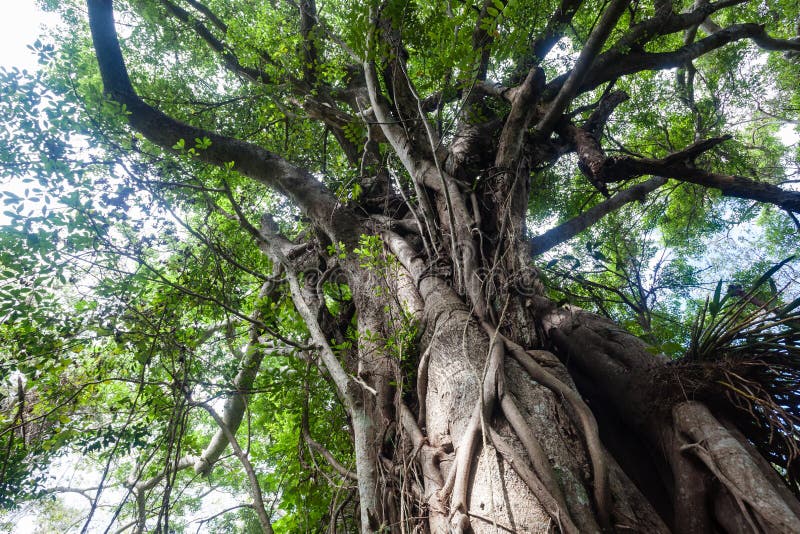 Tropical Forest Large Tree Roots Stock Image - Image of southafrica ...