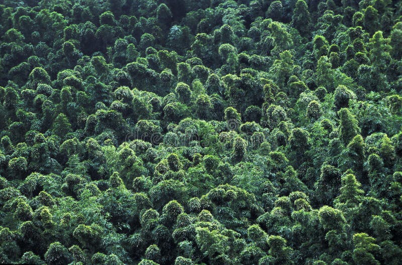 Tropical Forest with Luxuriant Vegetation, Australia Stock Photo ...