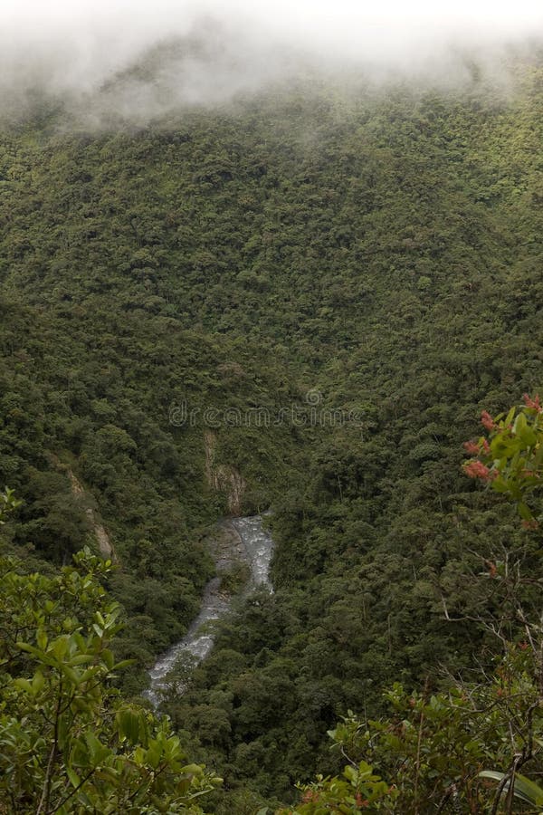 Tropical Forest, Manu National Park in Peru Stock Image - Image of ...