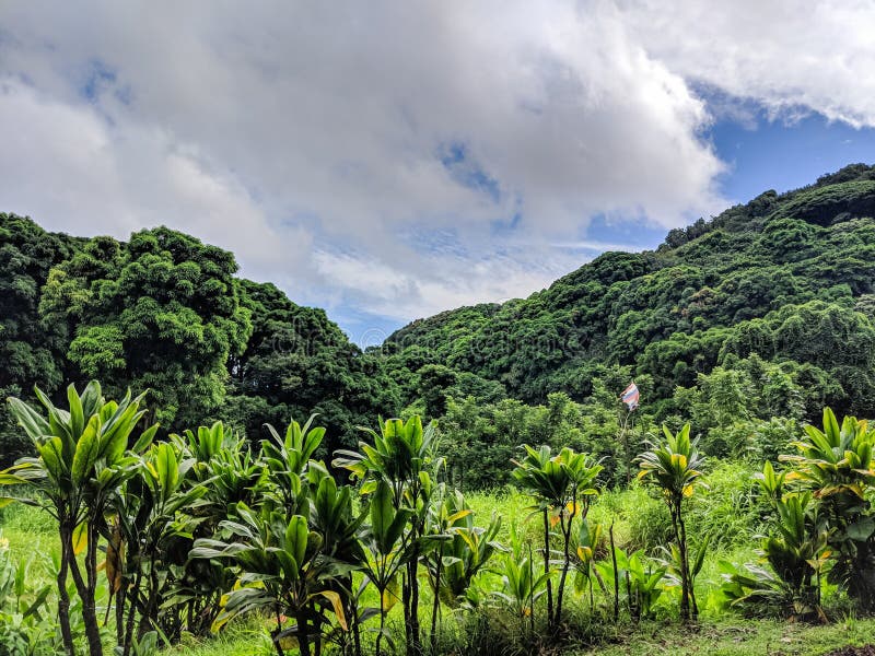 Tropical Forest in Maui , Hawaii Stock Image - Image of tropical ...