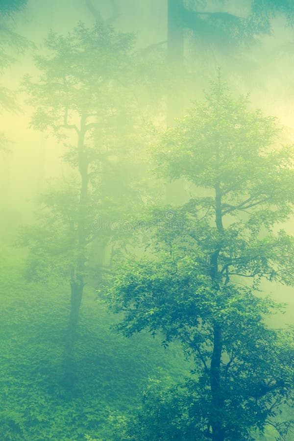 Tropical Forest in Morning Mist Stock Photo - Image of nature, tropical ...