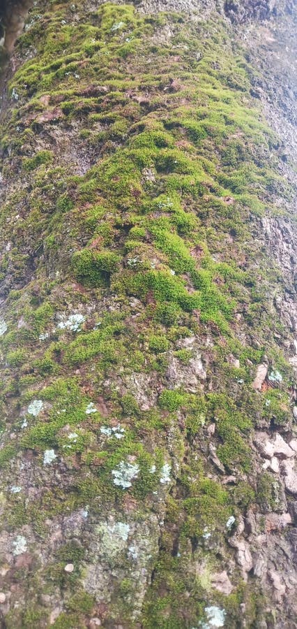Tropical Forest Moss Adds To the Freshness of this Nature Stock Image ...