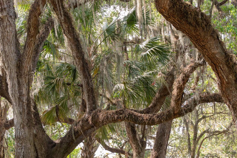 Tropical Forest with Moss-covered Trees and Palm Leaves Stock Photo ...