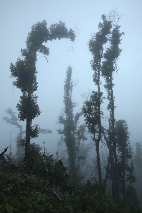 Tropical Forest, Mount Merapi, Central Java, Indonesia. Stock Photo ...