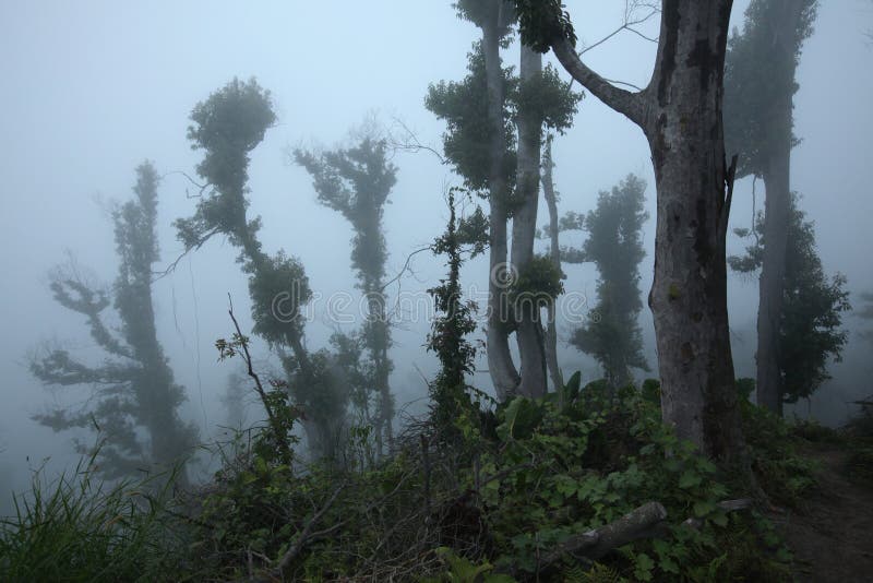 Tropical Forest, Mount Merapi, Central Java, Indonesia. Stock Image ...