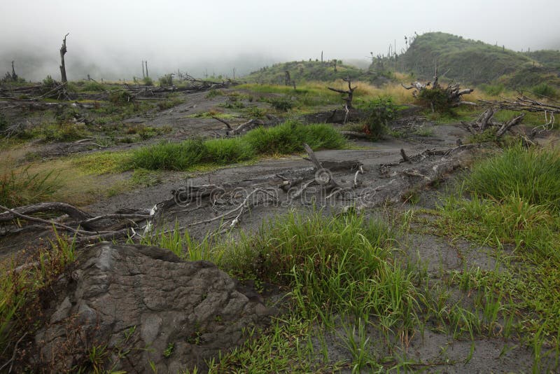 Tropical Forest, Mount Merapi, Central Java, Indonesia. Stock Image ...