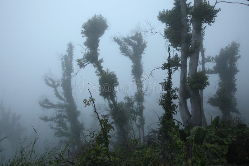 Tropical Forest, Mount Merapi, Central Java, Indonesia. Stock Photo ...
