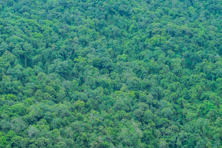 Tropical Forest on a Mountain Slope. Stock Photo - Image of natural ...