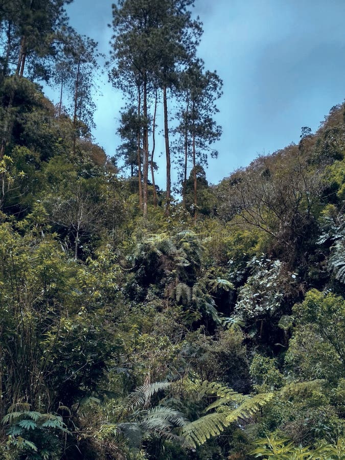Tropical Forest Natural Vegetation Plants in Mount Telomoyo Central ...
