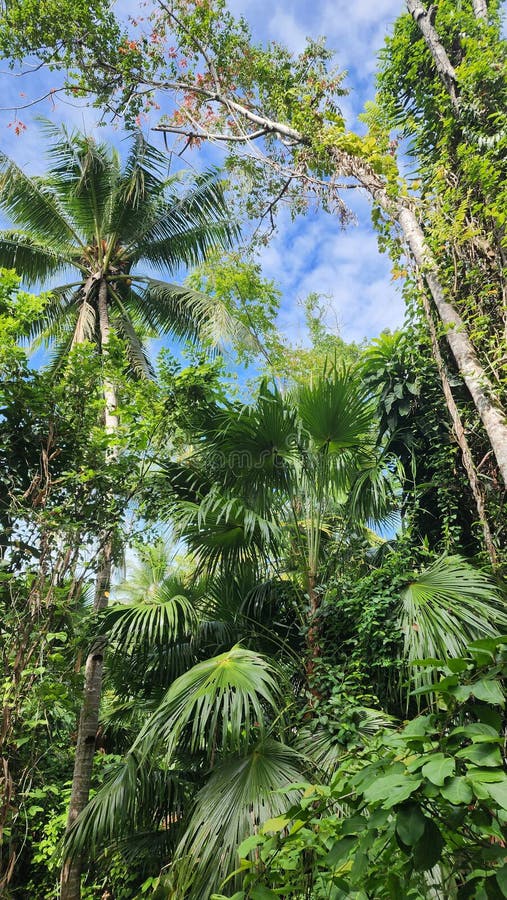 Tropical Forest with Palm Trees Stock Photo - Image of shrub, forest ...