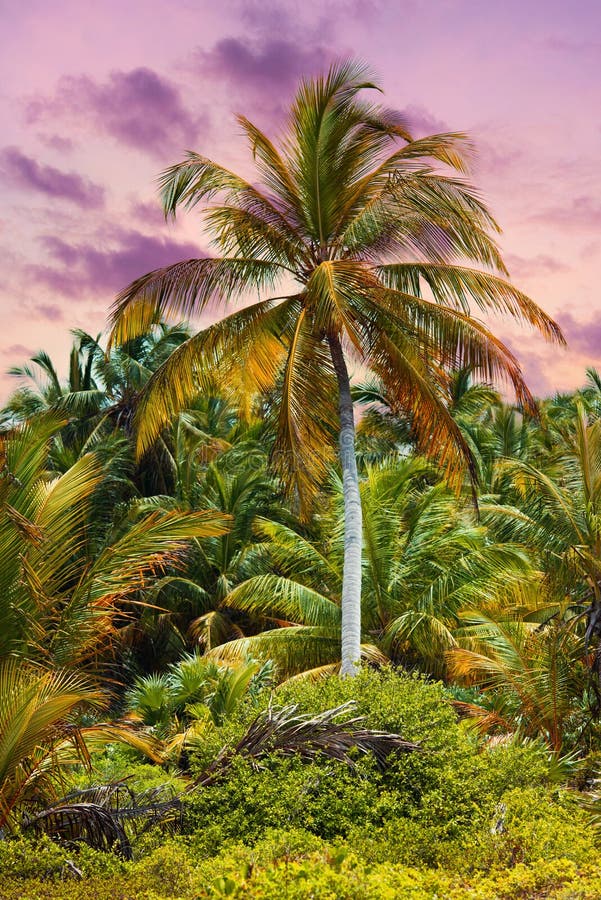 The Tropical Forest, Palm Trees on the Beach Background of Palm Trees ...