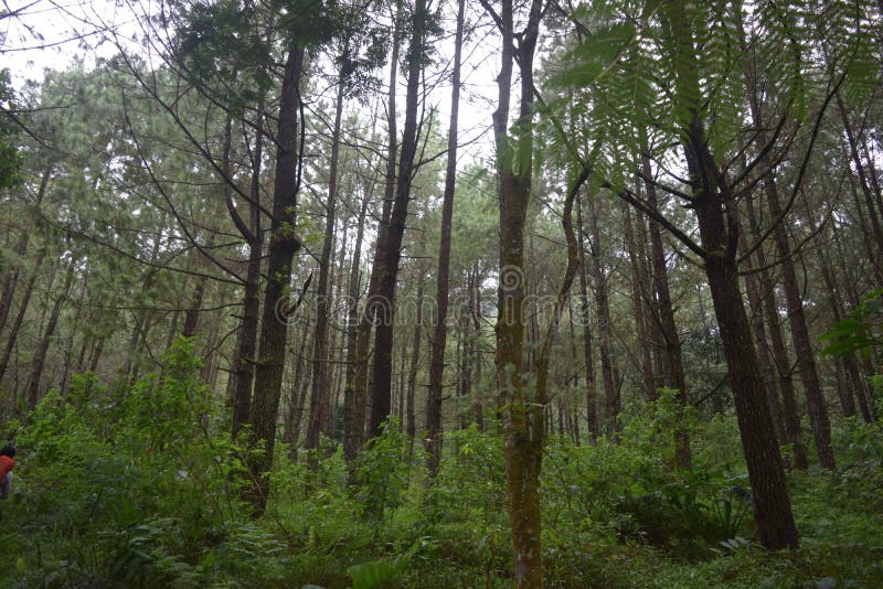 The Tropical Forest with Pine Trees on Roads Wilis Mountains Stock ...