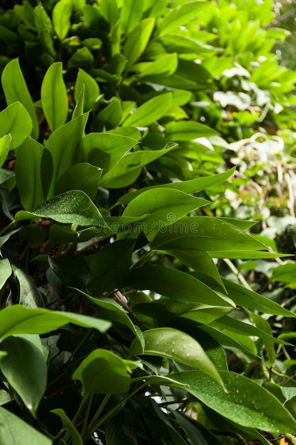 Tropical Forest Plants Growing in the Wild Stock Image - Image of ...